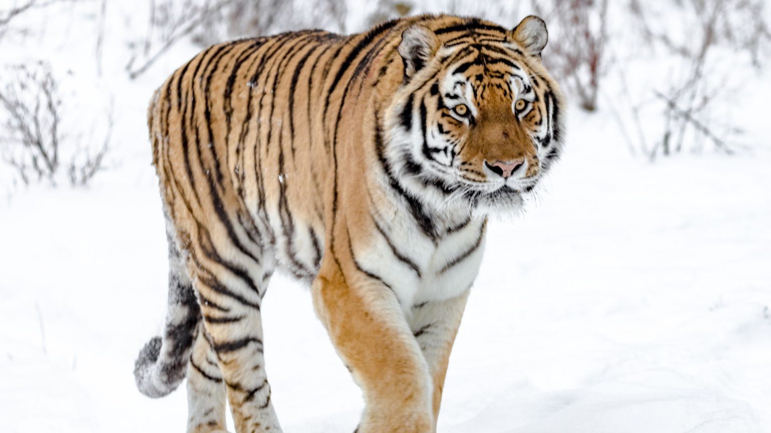 সুন্দরবন ও বাঘ এর মধ্যে সম্পর্ক কেমন তা কি জানেন - Poshu Pakhi