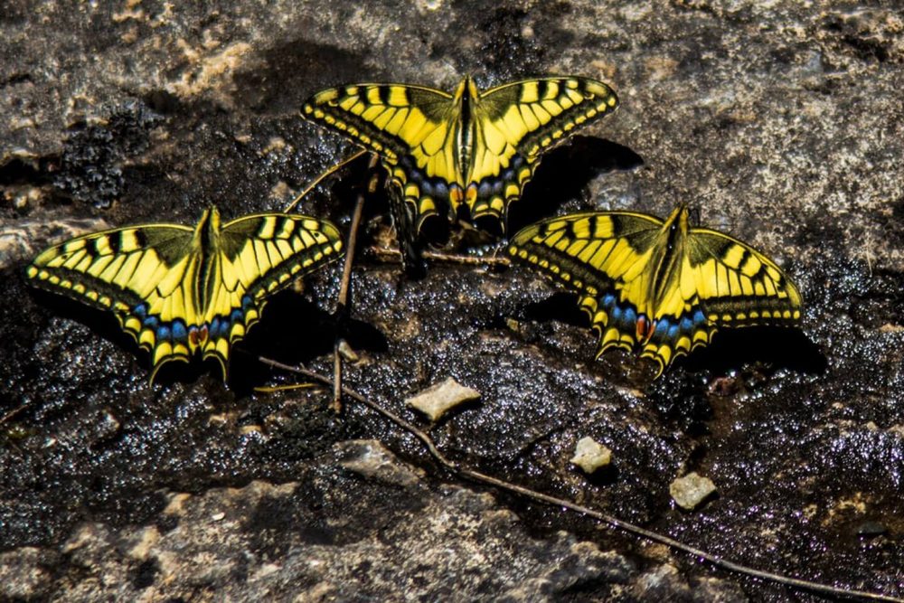 সার্বিয়ার প্রাণী যা স্থানীয় সকলের নিকট পরিচিত - Poshu Pakhi