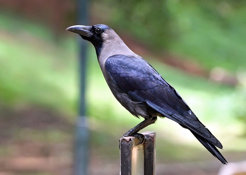 কাক কীভাবে বুদ্ধিমান পাখি হয়, পাখির ছবি সহ প্রামান দেখুন - Poshu Pakhi